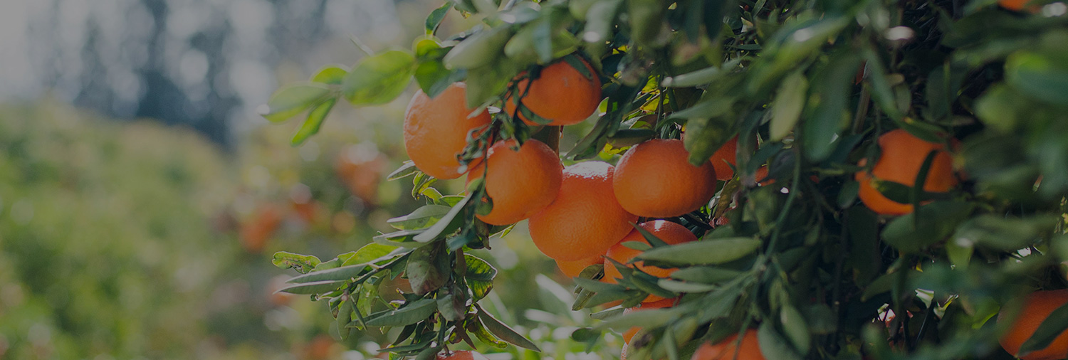 Primary Production Why And How To Measure Food Loss And Waste primary-production-why-and-how-to-measure-food-loss-and-waste