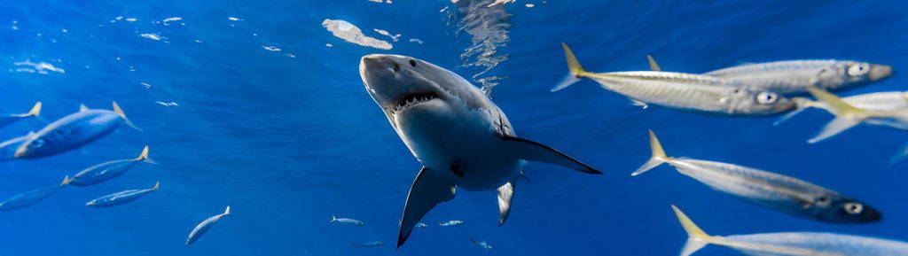 Sharks | Sustainable trade of priority species in North America