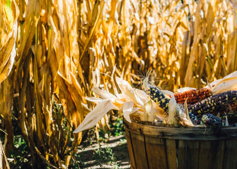 Postharvest Management Unit for the Marketing of Surplus Native Maize