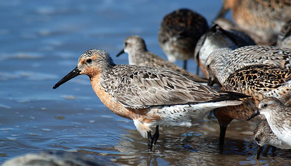 Help Improve The Conservation Of Arctic Migratory Birds